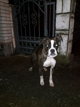 Oglasi za pse Nemački bokser | Halo oglasi