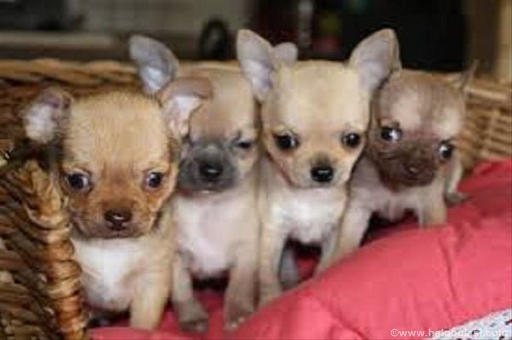 Chivava štenci | Halo Oglasi