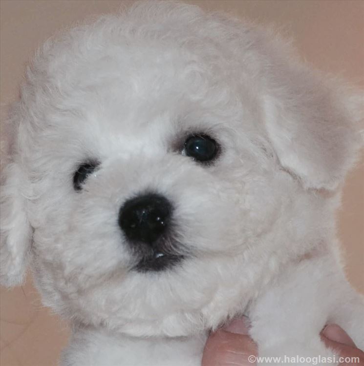 Kovrdžavi bišon, štene | Halo Oglasi