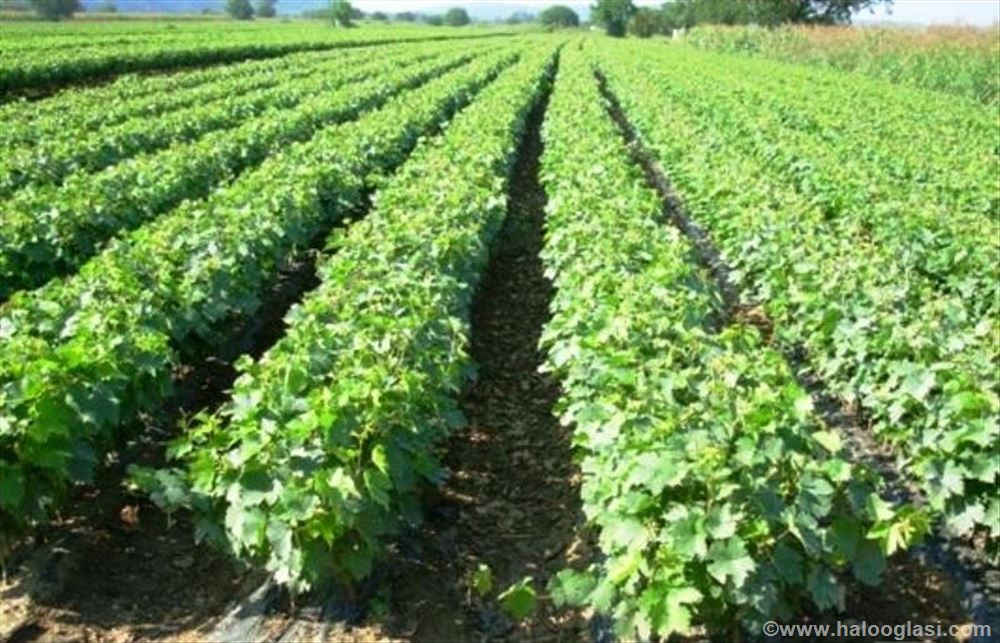 Sadnice vinove loze | Halo Oglasi