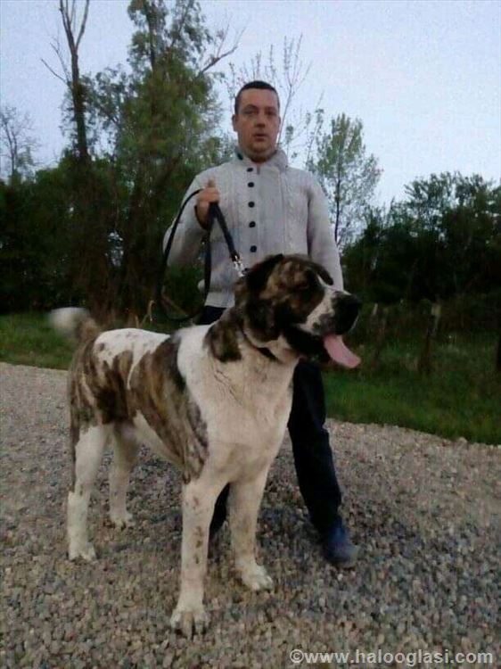 Azijat za parenje | Halo Oglasi