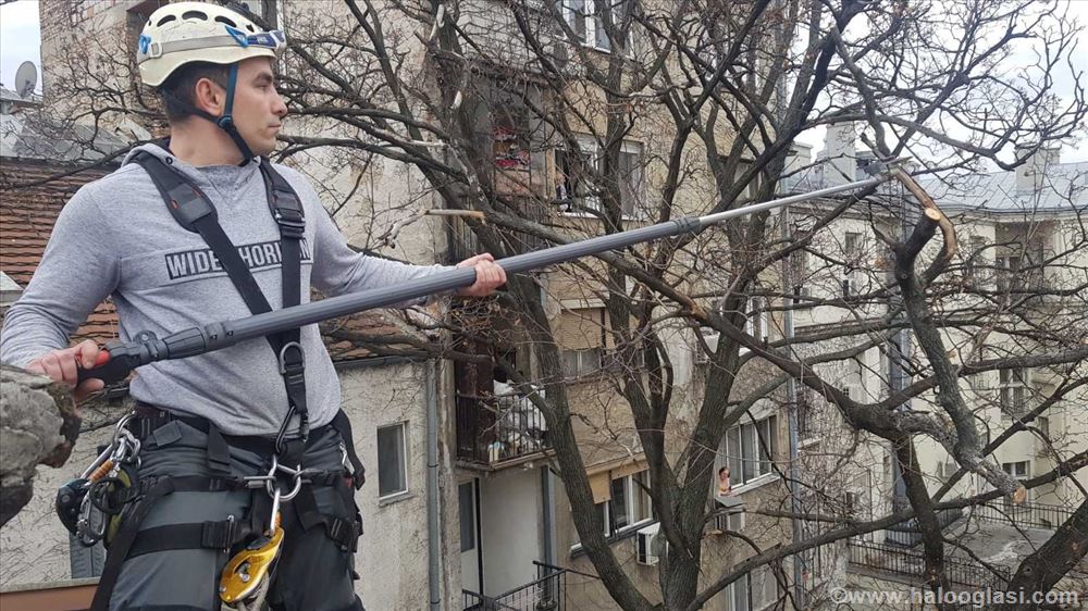 Seca rizicnih drveca | Halo Oglasi