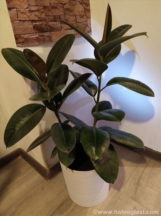 Fikusi, više vrsta | Halo Oglasi