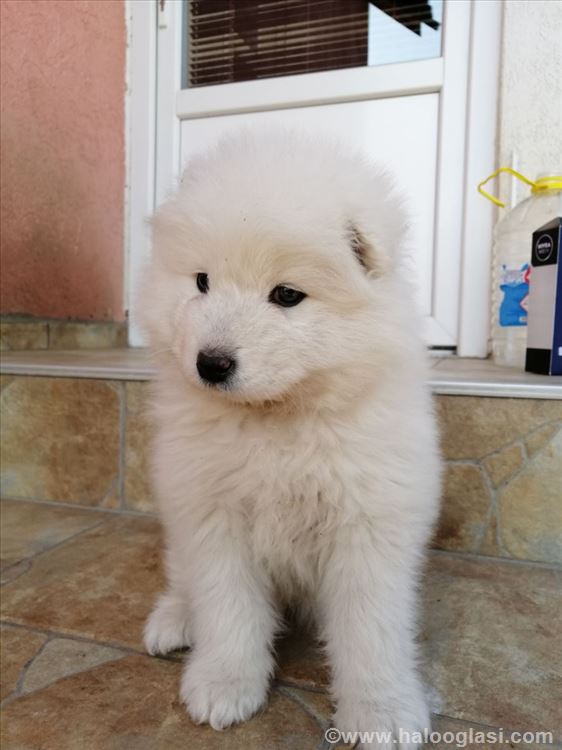 Samojed, štene | Halo Oglasi