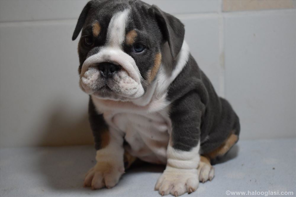 Engleski buldog egzotične boje | Halo Oglasi