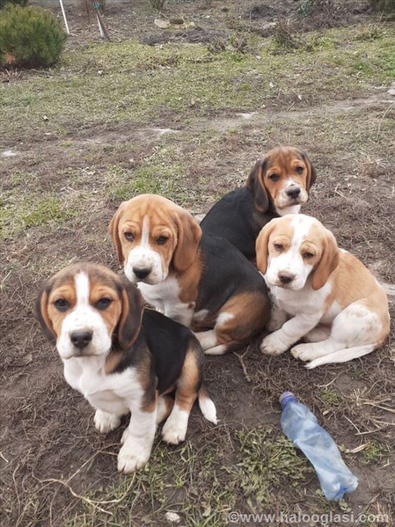 Bigl, mlad pas | Halo Oglasi