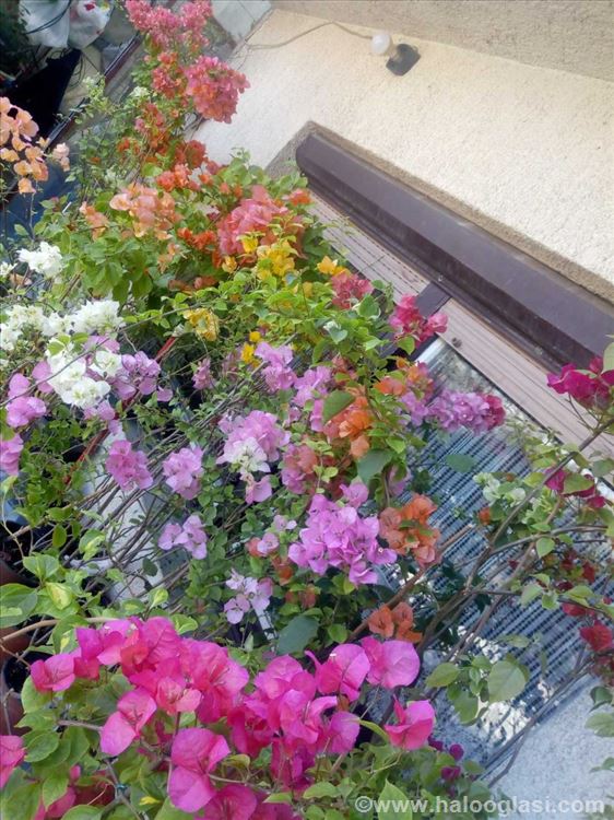 Rasadnik Šekularac - tropske cvetnice | Halo Oglasi