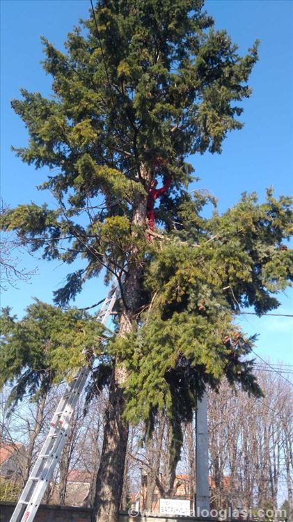 Seča drveća i grana. | Halo Oglasi