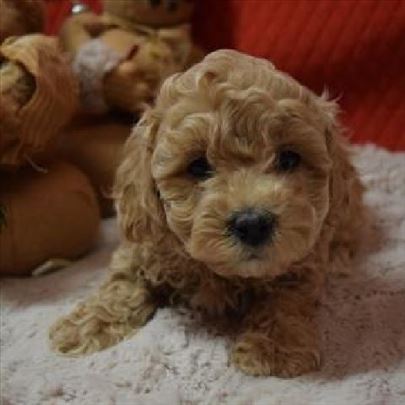 Oglasi za pse Pudla | Halo oglasi