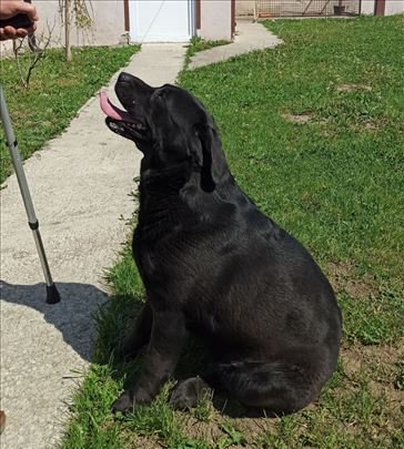 Oglasi za pse Labrador retriver | Halo oglasi