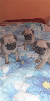 Oglasi za pse Mops | Halo oglasi