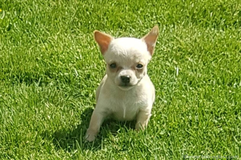 Čivava,beli MINI decak super kvaliteta pasos cip | Halo Oglasi