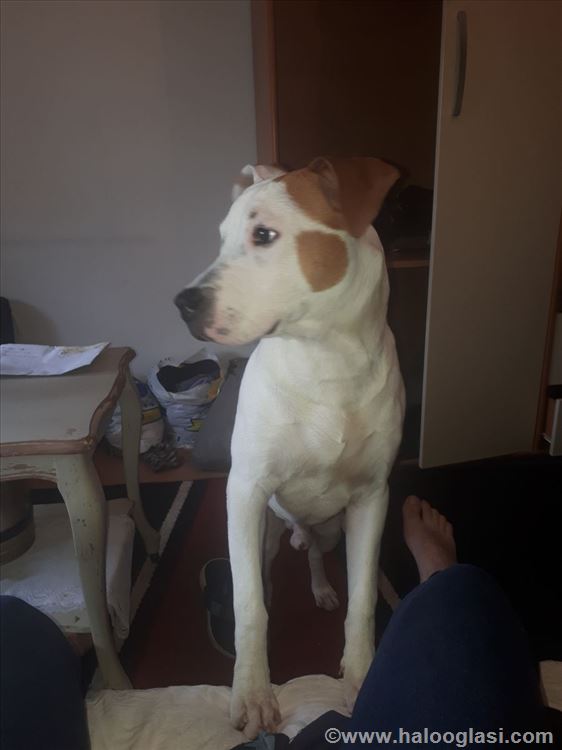 Pit bul terijer, mlad pas | Halo Oglasi