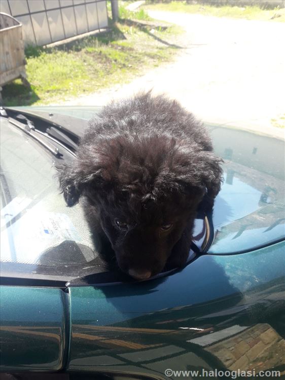 Stenad pulina | Halo Oglasi