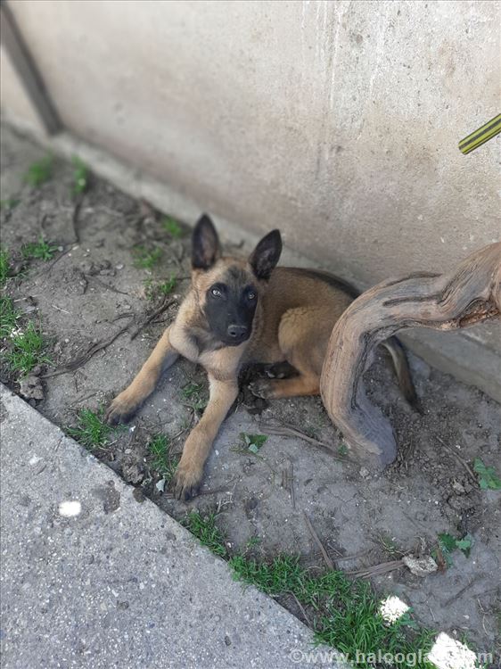 Belgijski ovčar,malinoa štene 2.5 meseci sa pedigr | Halo Oglasi