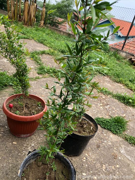 Sadnice nara | Halo Oglasi