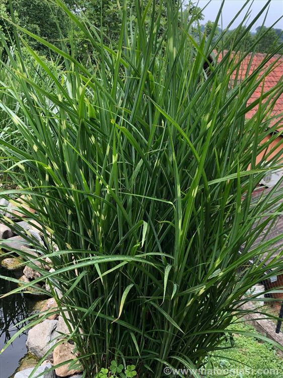 Ukrasna trska | Halo Oglasi