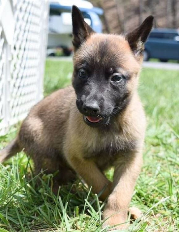 Belgijski ovčar Malinoa | Halo Oglasi