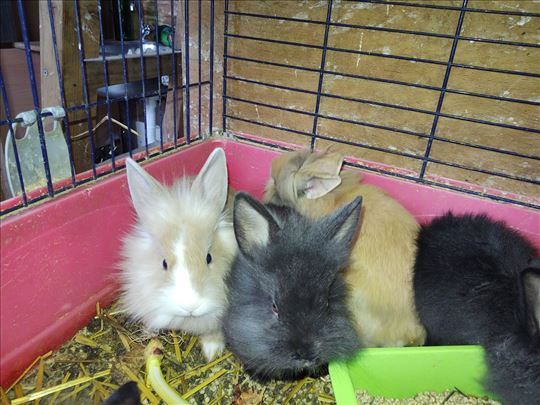 Zečevi i kunići | Halo oglasi