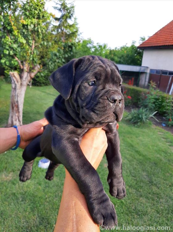 Kane korso, štene | Halo Oglasi