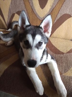 Oglasi za pse Sibirski haski | Halo oglasi