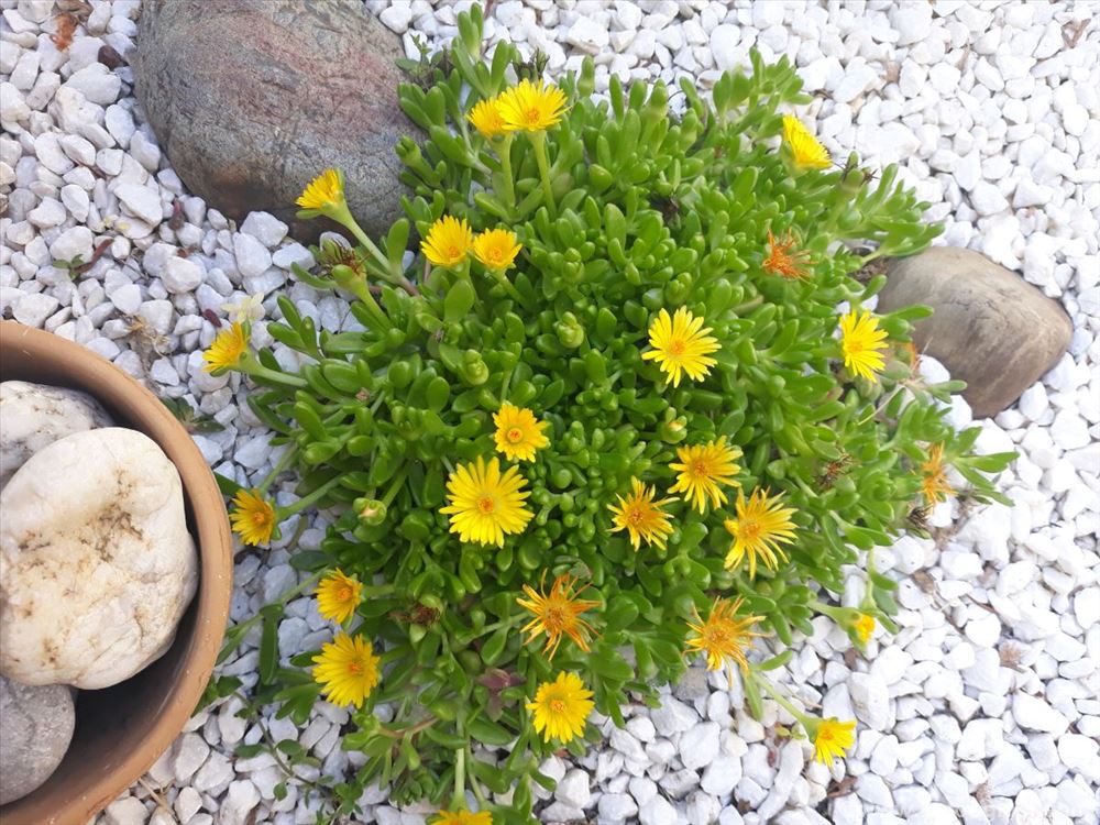 Ledeni cvet zuti | Halo Oglasi