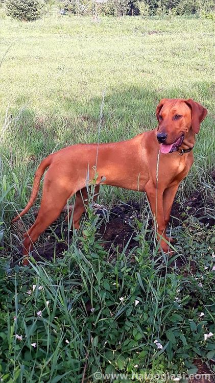 Rodezijski ridžbek, štene | Halo Oglasi