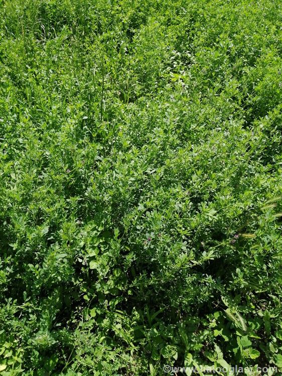 Lucerka na prodaju | Halo Oglasi