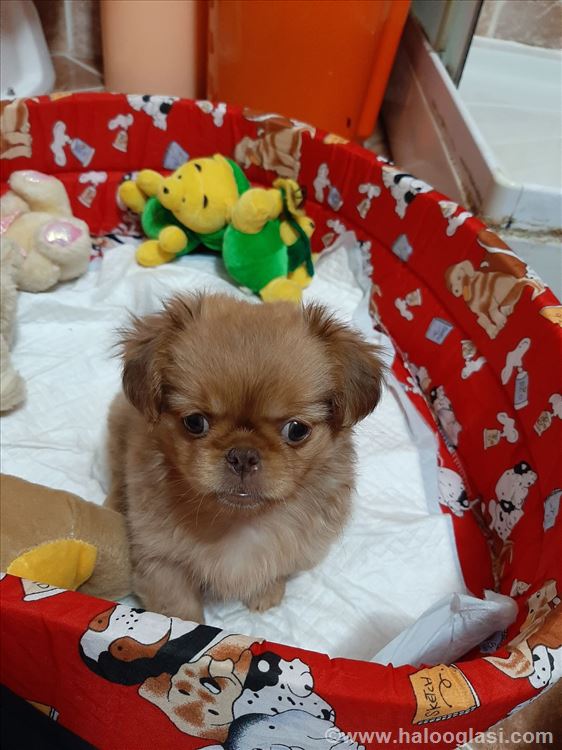 Pekinezer, štene | Halo Oglasi