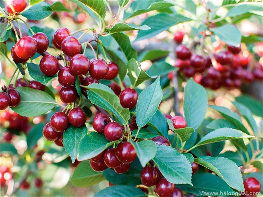 Višnja sorte oblačina 10 tona | Halo Oglasi