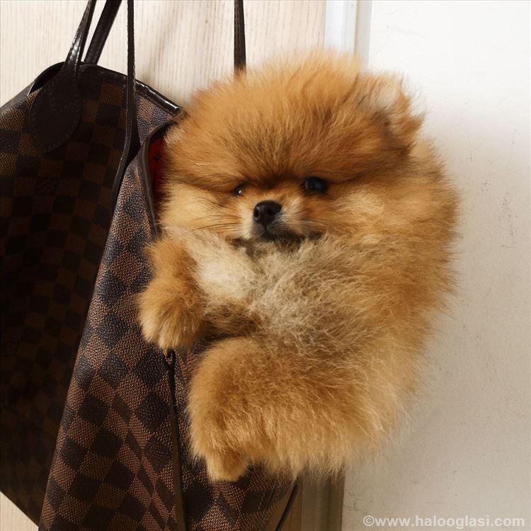 Najlepsi dečak pomeranca | Halo Oglasi