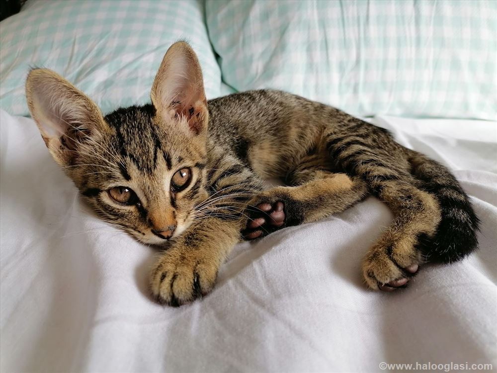 Umiljato malo mače traži dom | Halo Oglasi