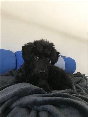 Oglasi za pse Pudla | Halo oglasi