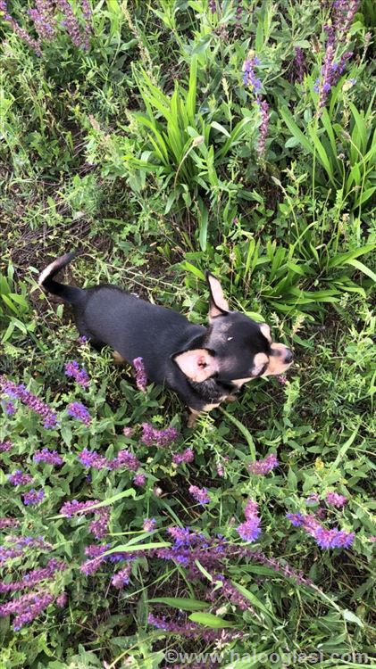 Čivava, odrastao pas | Halo Oglasi