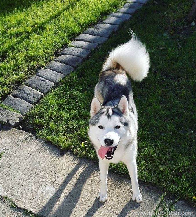 Sibirski haski,odrastao pas traži ženku za parenje | Halo Oglasi