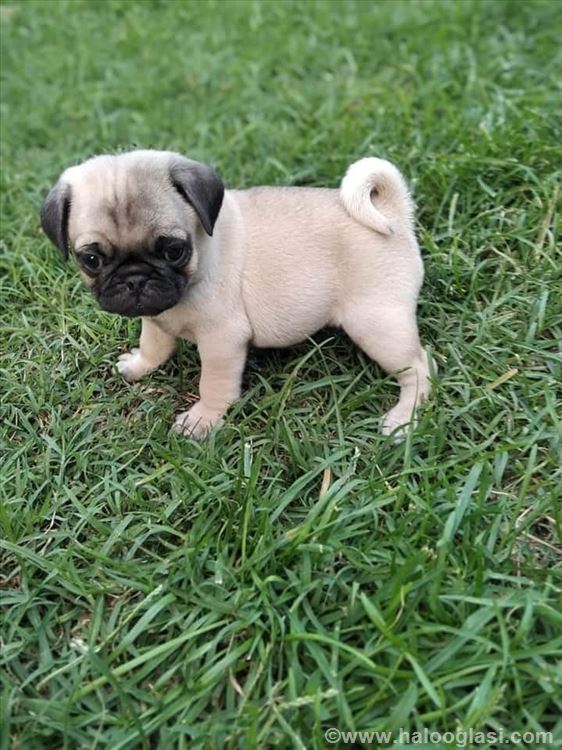 Mops , štene | Halo Oglasi