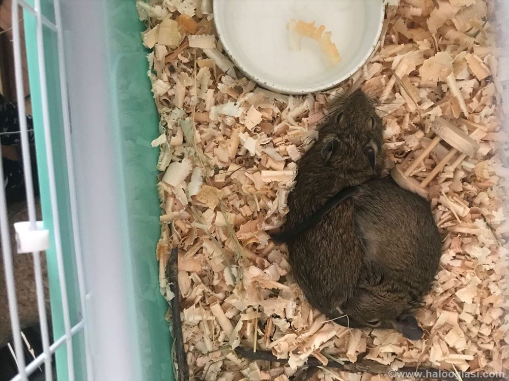 Dve degu veverice + 2 kaveza | Halo Oglasi