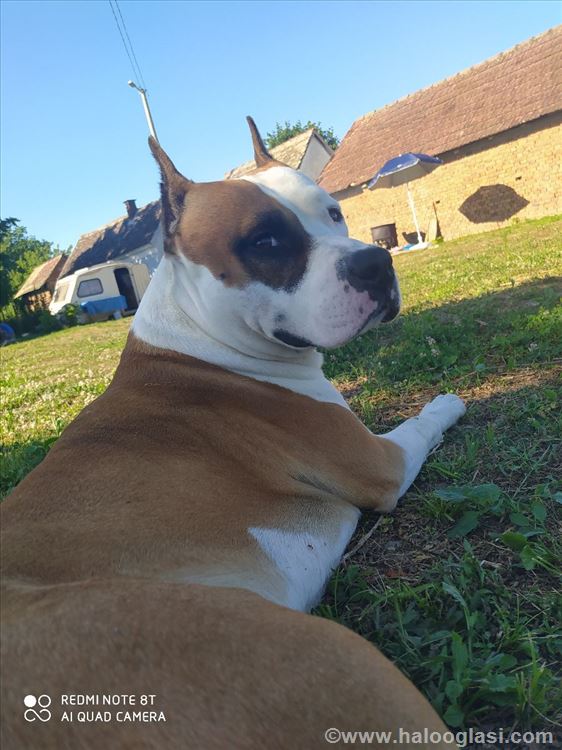 Američki staford za parenje | Halo Oglasi