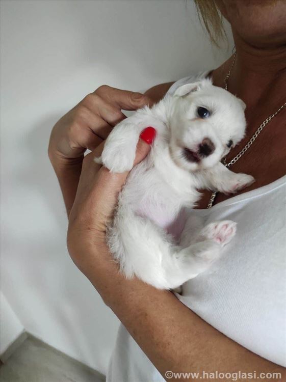 Mini maltezer | Halo Oglasi