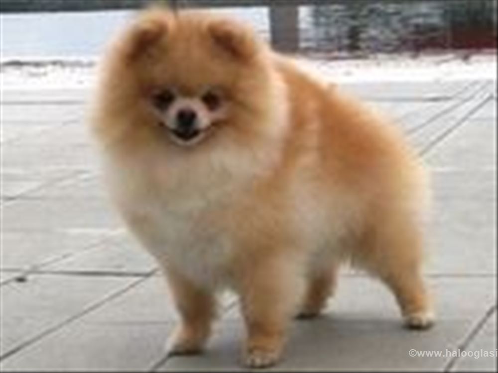 Pomeranac-pomeranski bo medvedići vrhunsko poreklo | Halo Oglasi
