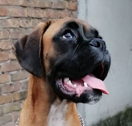 Oglasi za pse Nemački bokser | Halo oglasi