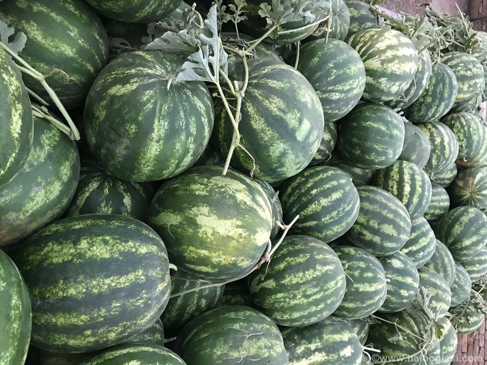 LUBENICE na prodaju | Halo Oglasi