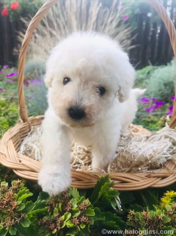 Toy pudla | Halo Oglasi