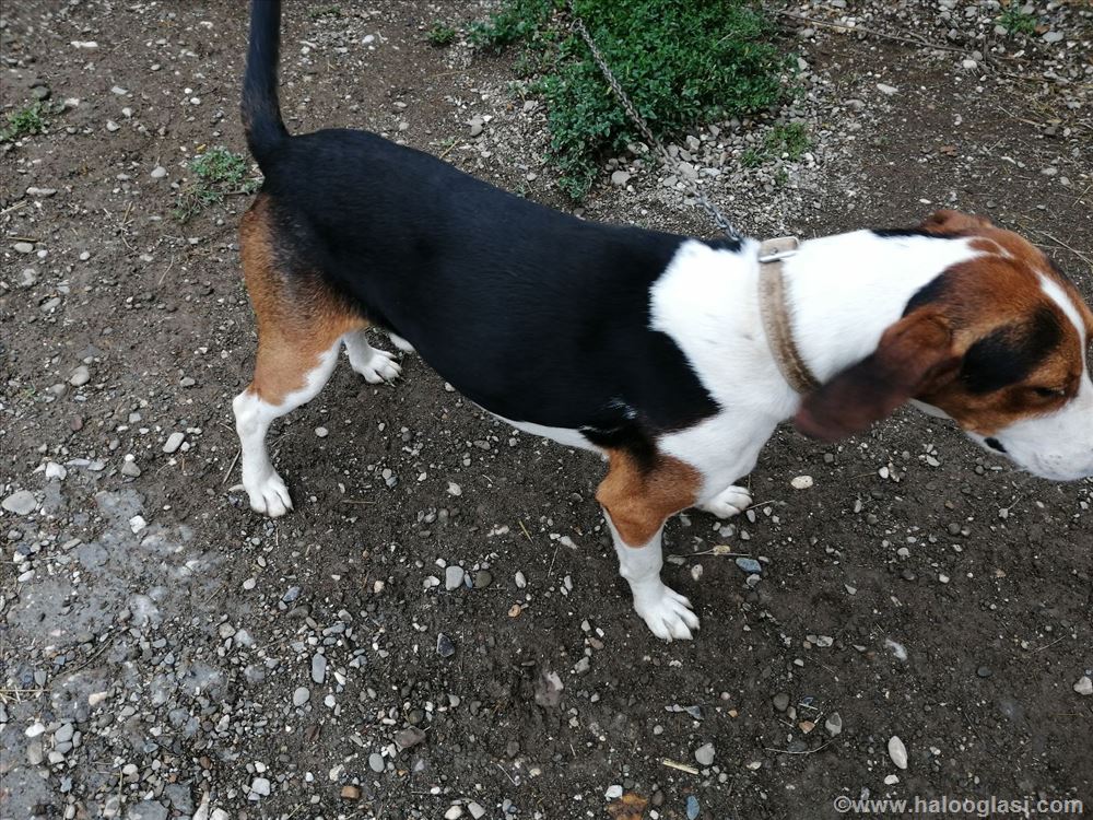 Srpski trobojni gonič, mlad pas | Halo Oglasi