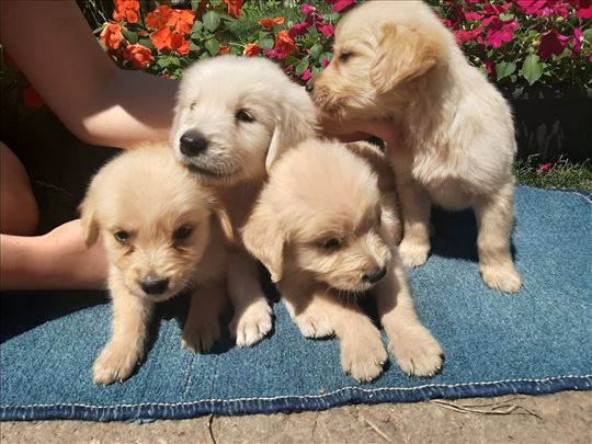 Oglasi za pse Zlatni retriver | Halo oglasi