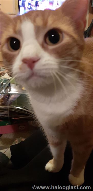 Obična domaća mačka, odrasla mačka | Halo Oglasi
