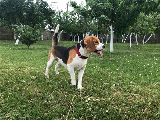 Oglasi za pse Bigl | Halo oglasi