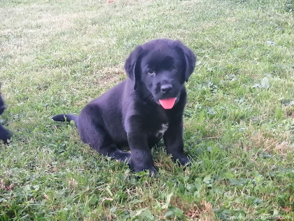 Labrador retriver, štene | Halo Oglasi