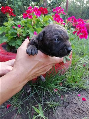 Oglasi za pse Pit bul terijer | Halo oglasi