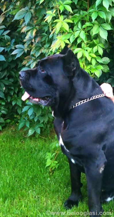 Kane korso, odrastao pas | Halo Oglasi